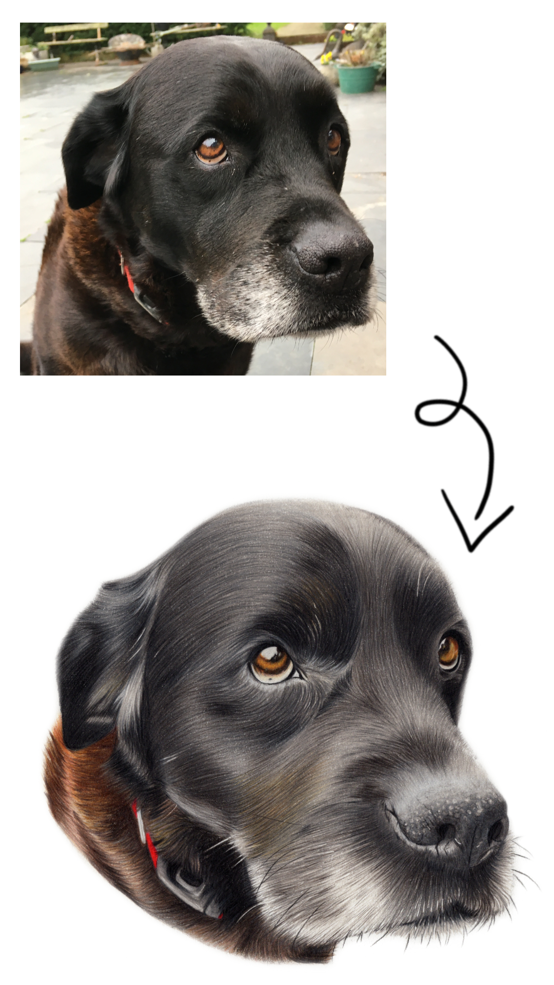 Reference Photo Vs Drawing Www Cherrywatson